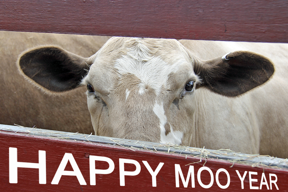Cows Love to Party – Eskildoodle Photos and Feelings