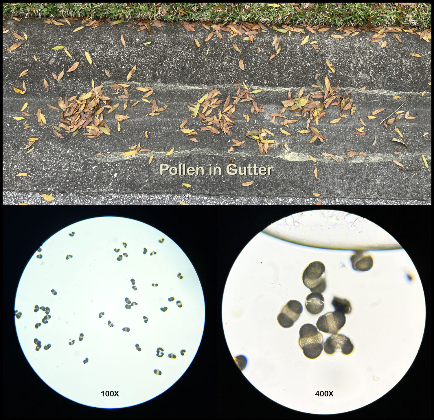 Pollen Nation – Eskildoodle Photos and Feelings