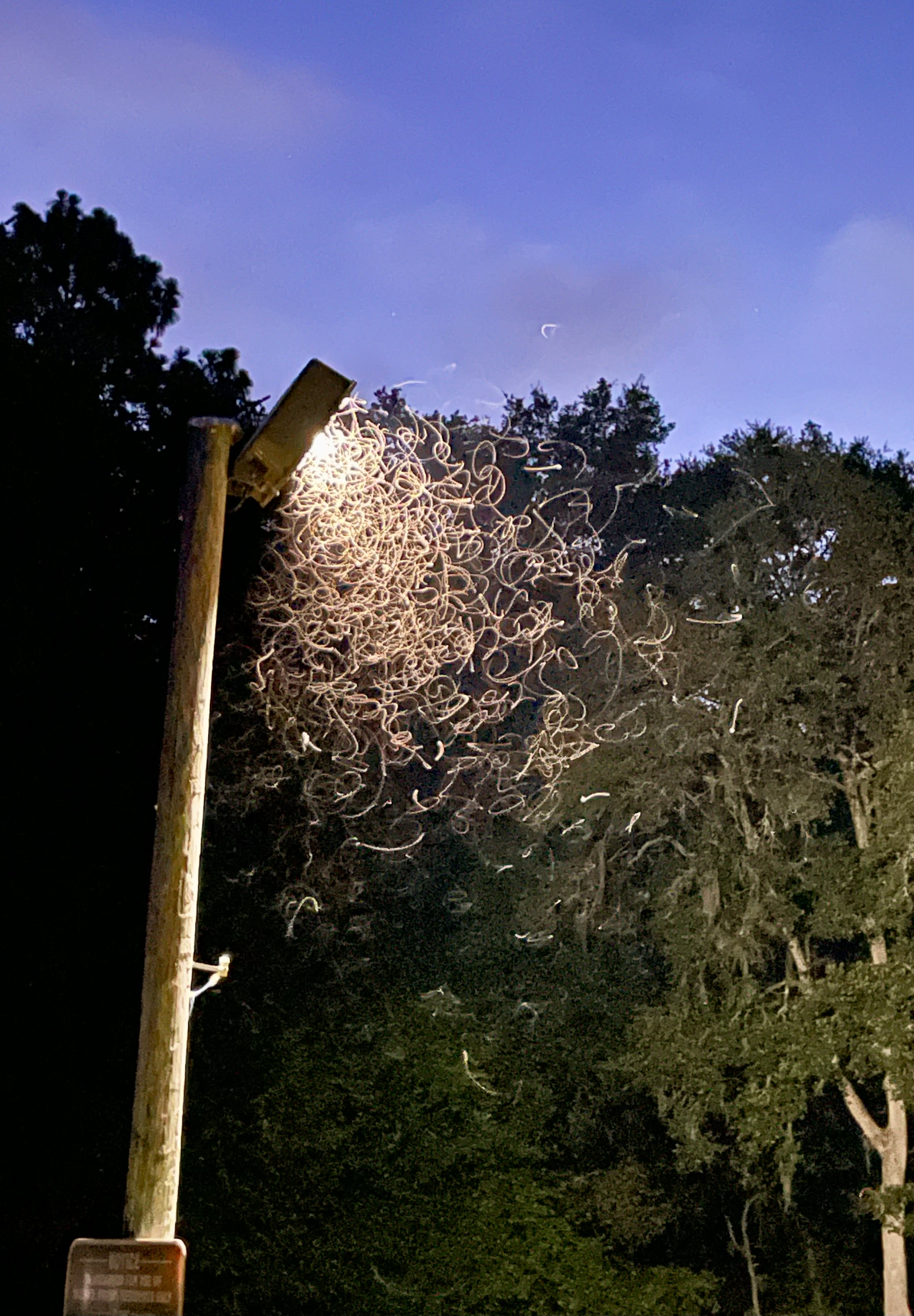 Bug Light – Eskildoodle Photos and Feelings