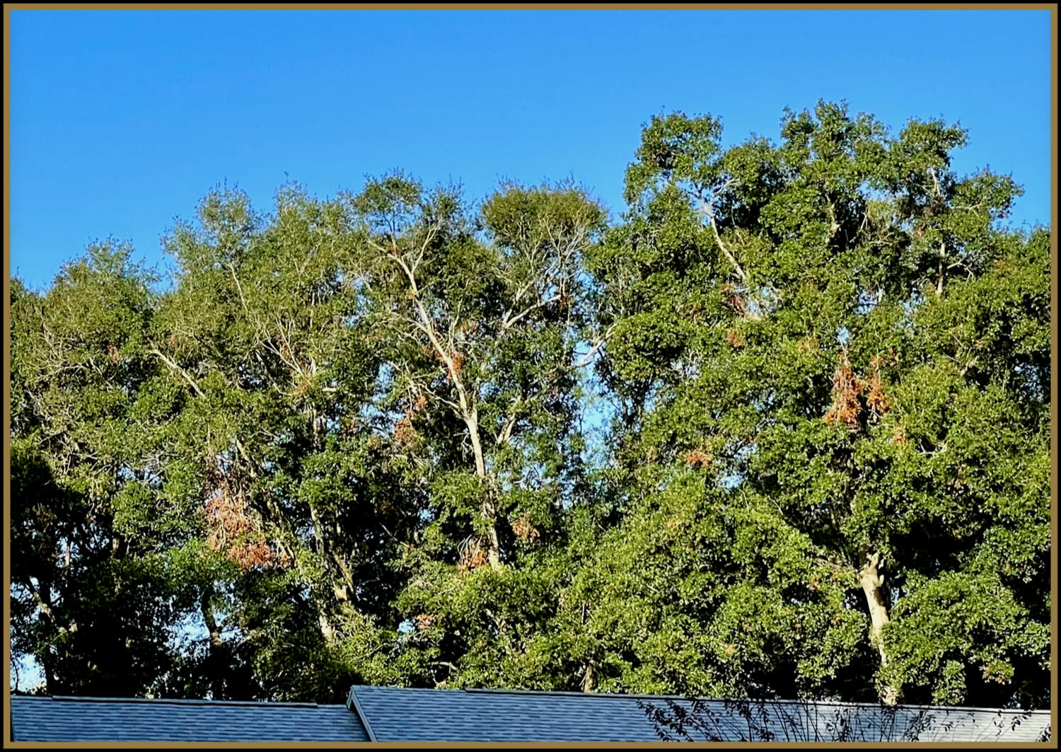 Danger Dangling – Eskildoodle Photos and Feelings