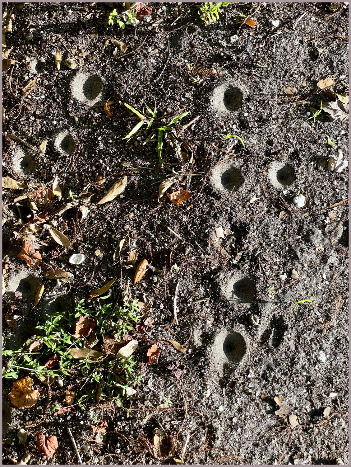 Oodles of Doodles – Eskildoodle Photos and Feelings