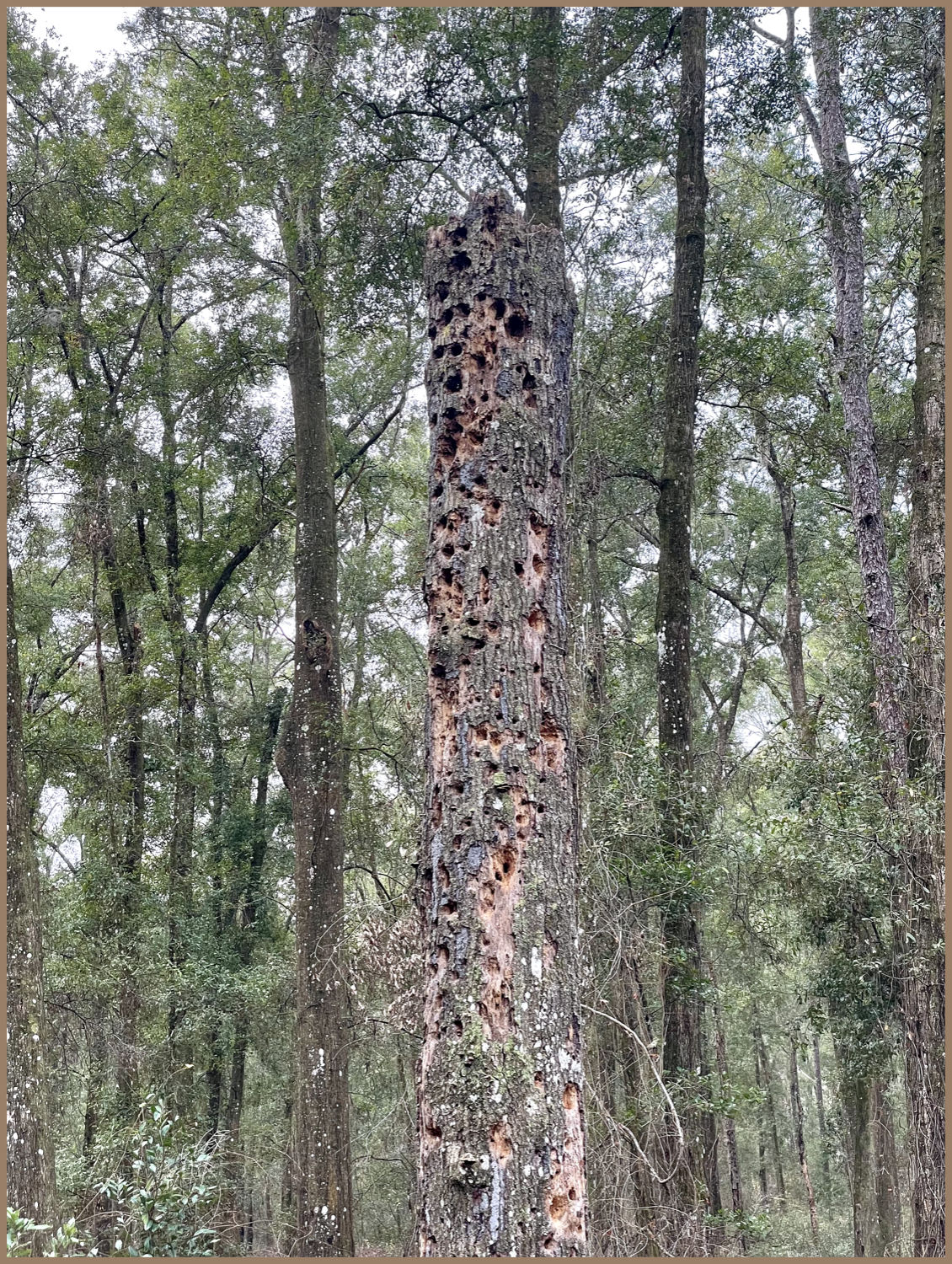 Natural Resource – Eskildoodle Photos and Feelings